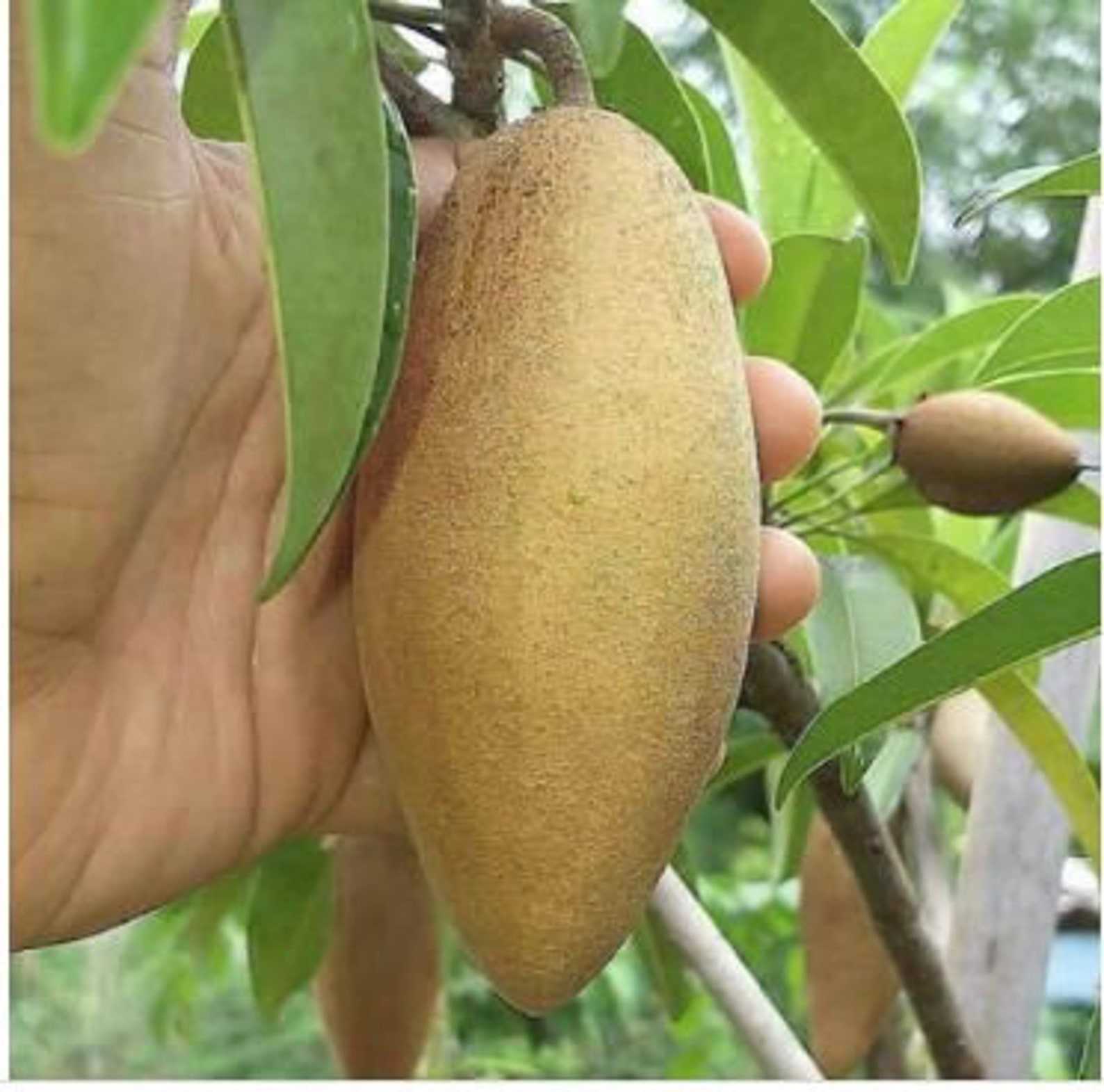 Long Chiku or Sapodilla Tree Grafted One of the Best - Etsy