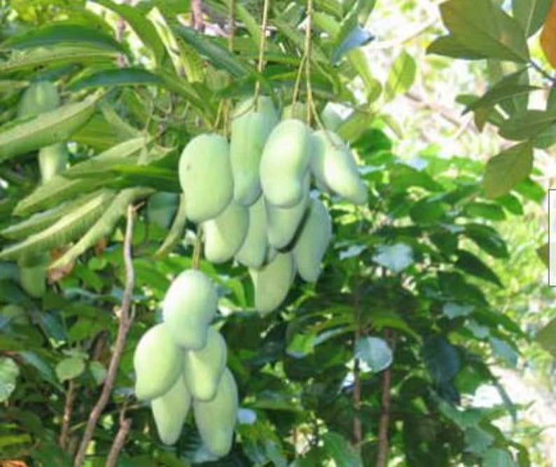 Orange Sherbet Mango Tree Grafted One of the Best Mango in the World - Etsy