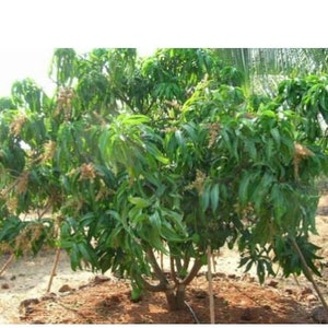 Maha Chanook Thailand Mango Tree Rare Variety, Grafted - Etsy