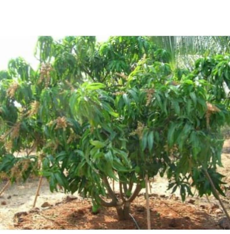 Maha Chanook Thailand Mango Tree Rare Variety Grafted - Etsy