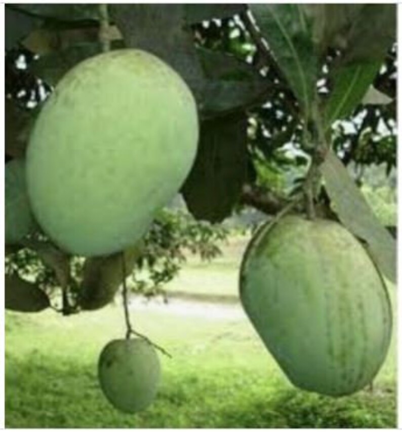 Himsagar Indian Mango One of the Very Best Mango in the World - Etsy