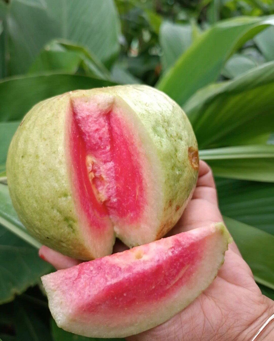 New Variety Crunchy Pink or Watermelon Guava Very Sweet Extremely Rare ...