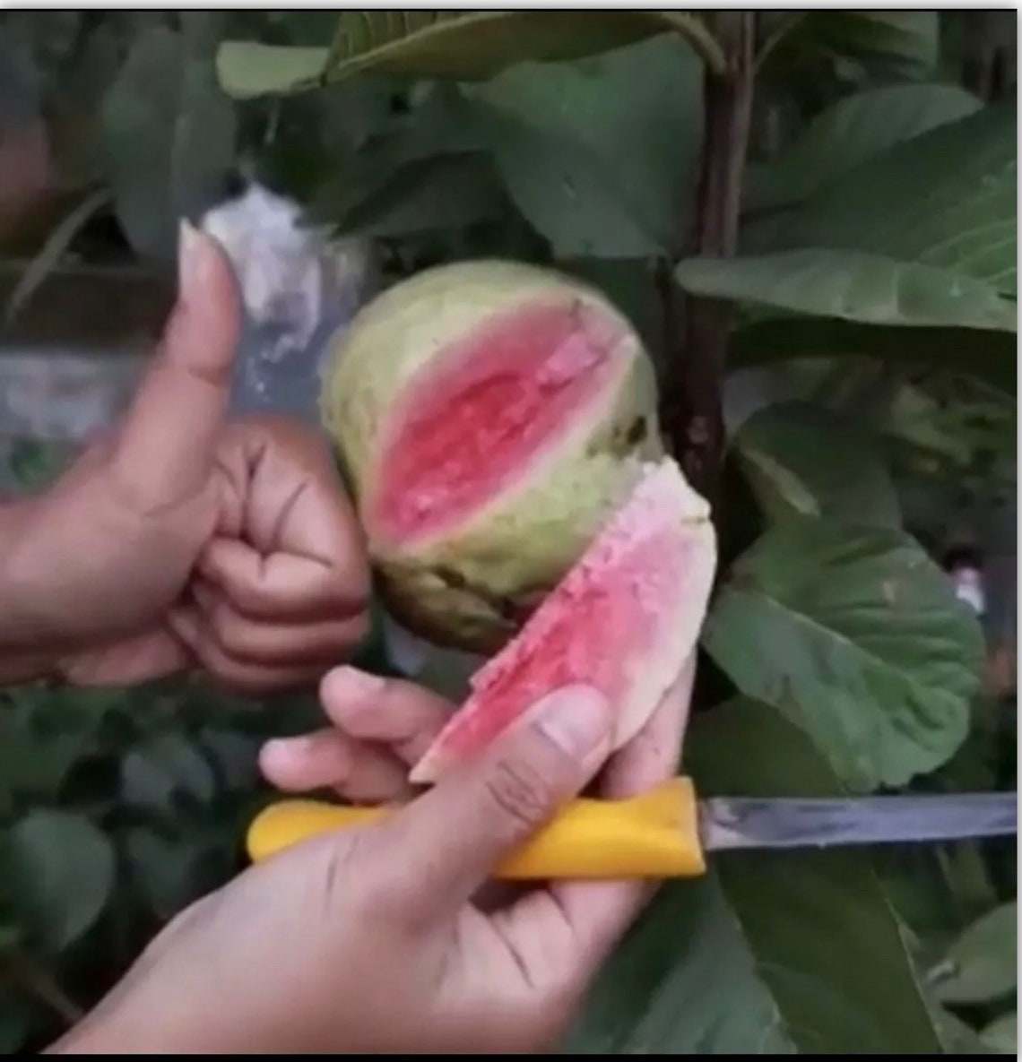 Red Diamond Red Crystal Seedless Guava Crisp Extremely Rare - Etsy