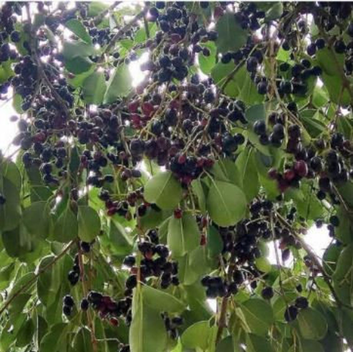 Indian Fruit Jamun Berry Tree 2 Years Old Tree Ready to Fruit - Etsy