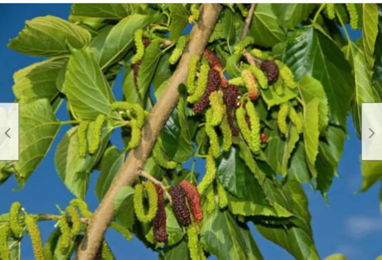 Pakistan Black Mulberry Tree 4 to 5 Inches Long Fruiting Right Now - Etsy
