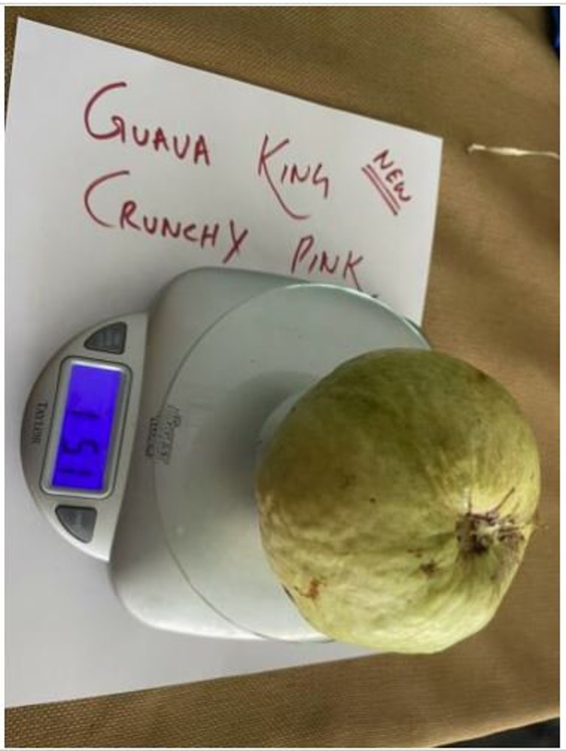 New Variety Crunchy Pink or Watermelon Guava Very Sweet | Etsy