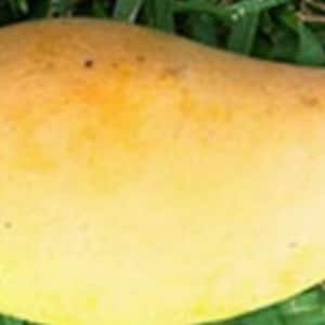 Orange Sherbet Mango Tree Grafted One of the Best Mango in the World - Etsy