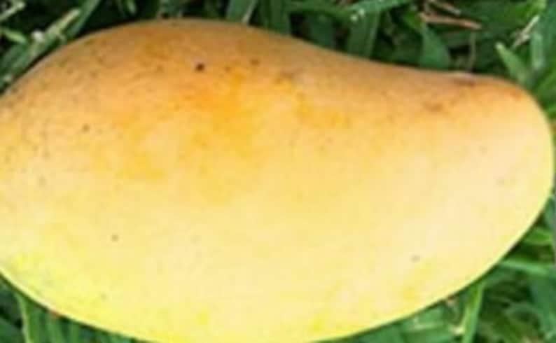 Orange Sherbet Mango Tree Grafted One of the Best Mango in the World - Etsy