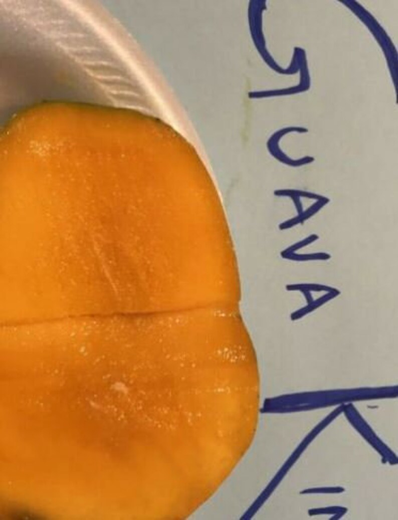 Grafted Venus Mango Tree, New Variety From Zill - Etsy