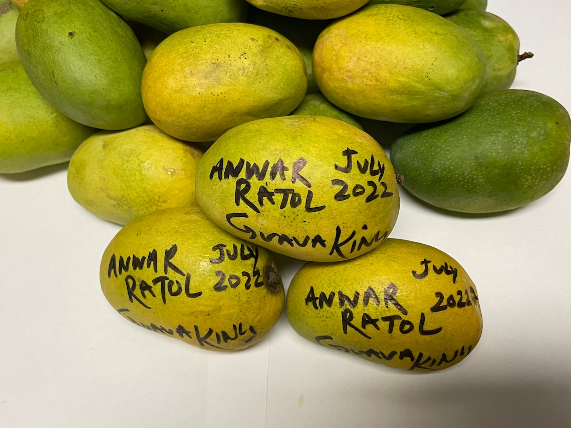 Indian Pakistani Mango Anwar Ratol Tree Grafted the Best Mango in the ...