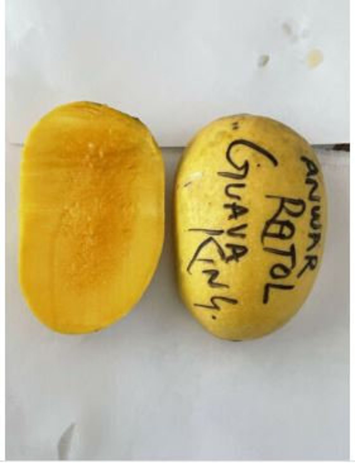 Indian Pakistani Mango Anwar Ratol Tree Grafted the Best Mango in the ...