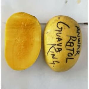 Indian Pakistani Mango Anwar Ratol Tree Grafted the Best Mango in the ...