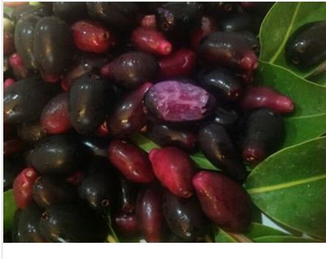Indian Fruit Jamun Berry Tree 2 Years Old Tree Ready to Fruit - Etsy
