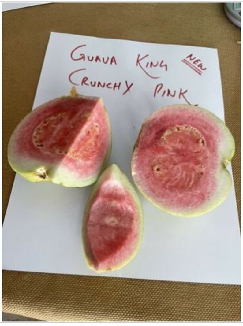 New Variety Crunchy Pink or Watermelon Guava Very Sweet | Etsy