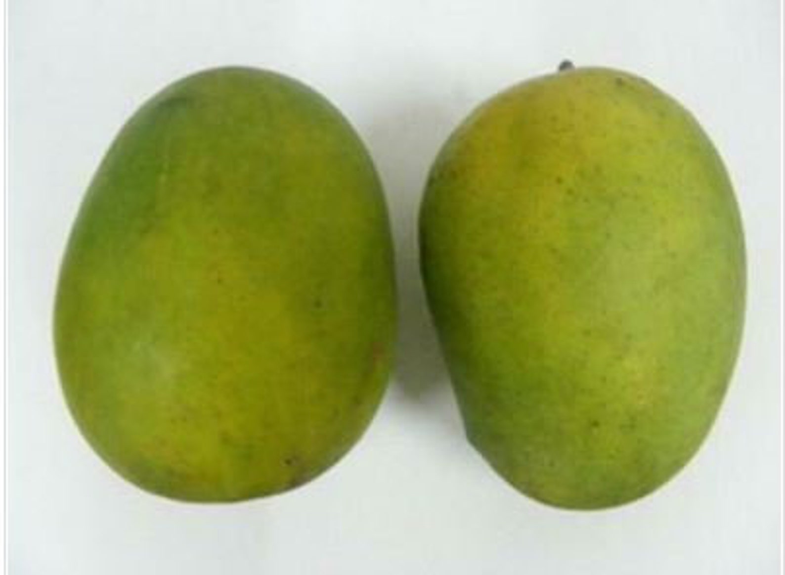 Indian Pakstani Mango Tree Langra Grafted One of the Best - Etsy