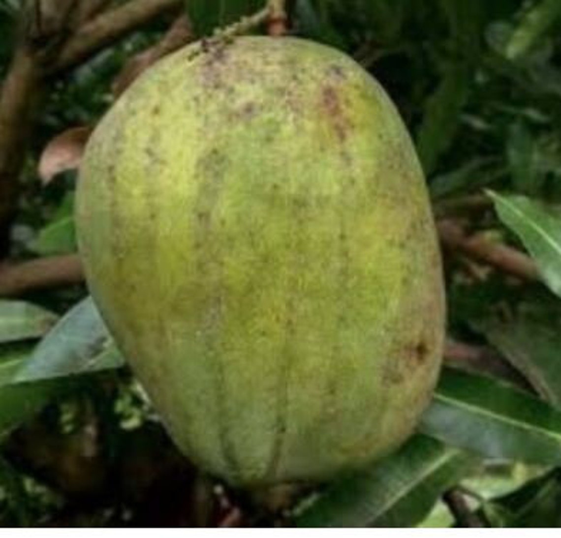 Grafted Super Julie Mango Tree One of the Best Mango in the - Etsy