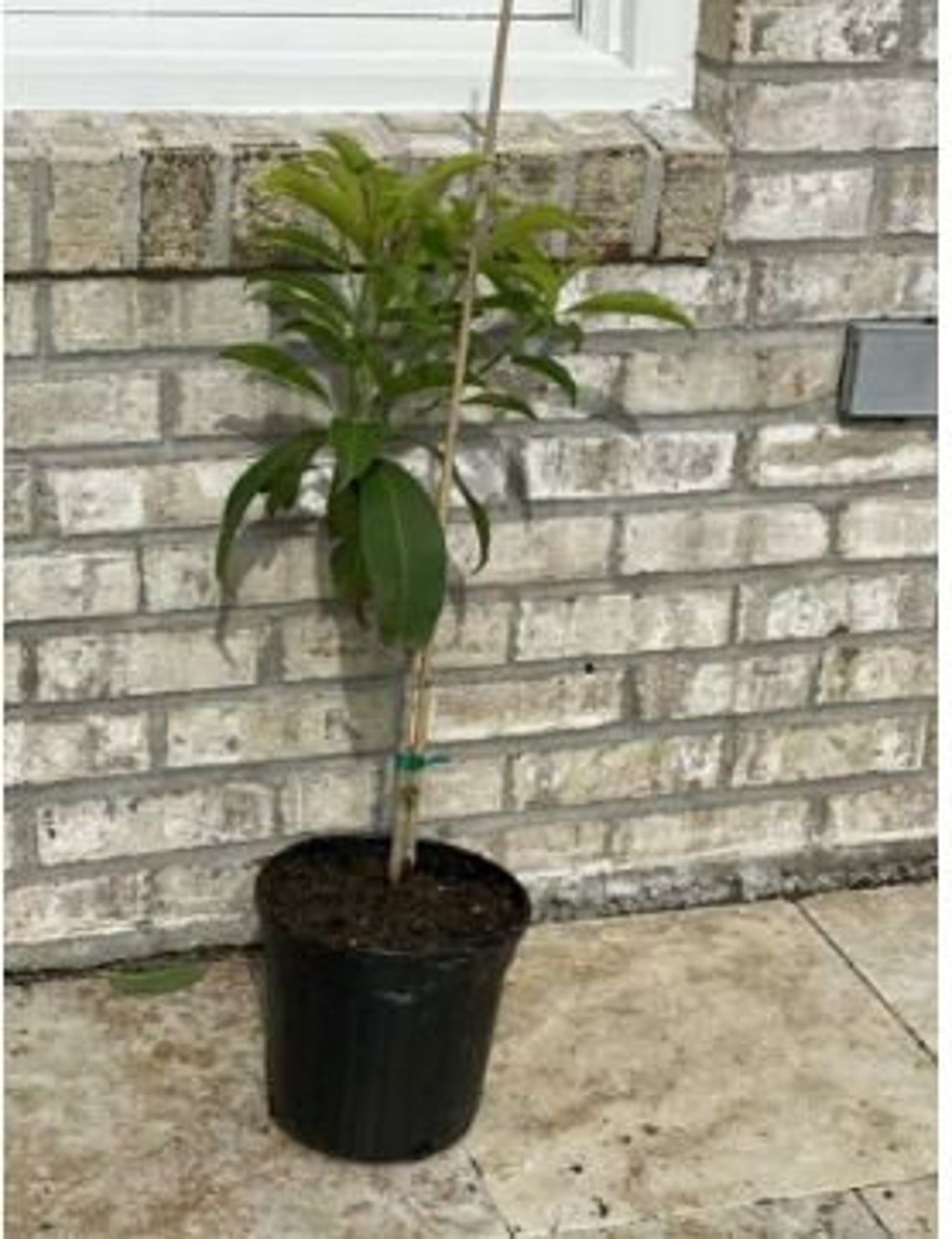 Butterscotch Chiku or Sapodilla Grafted Tree Best Sapodellia in the ...