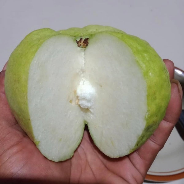 Seedless Guava - Etsy