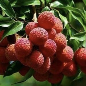 Indian Lychee Tree Air Layered One of the Best Lychee in the World ...