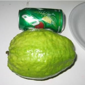 Giant Indian Pink Guava Extremely Rare Fruit Weighs 2 Pounds - Etsy