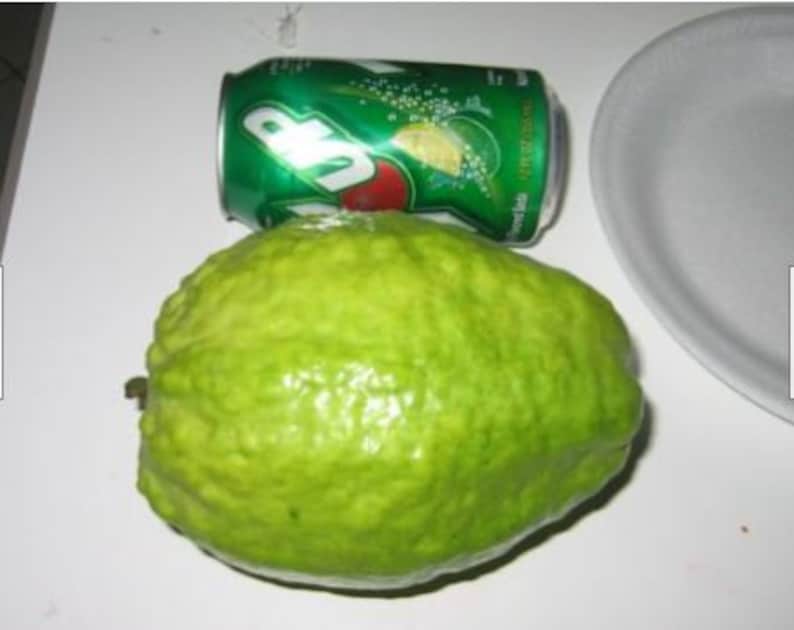 Giant Indian Pink Guava Extremely Rare Fruit Weighs 2 Pounds - Etsy
