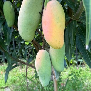 Maha Chanook Thailand Mango Tree Rare Variety, Grafted - Etsy