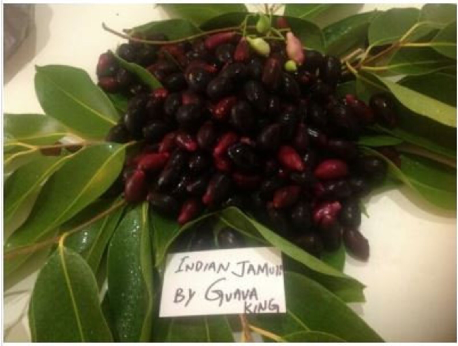 Indian Fruit Jamun Berry Tree 2 Years Old Tree Ready to Fruit - Etsy