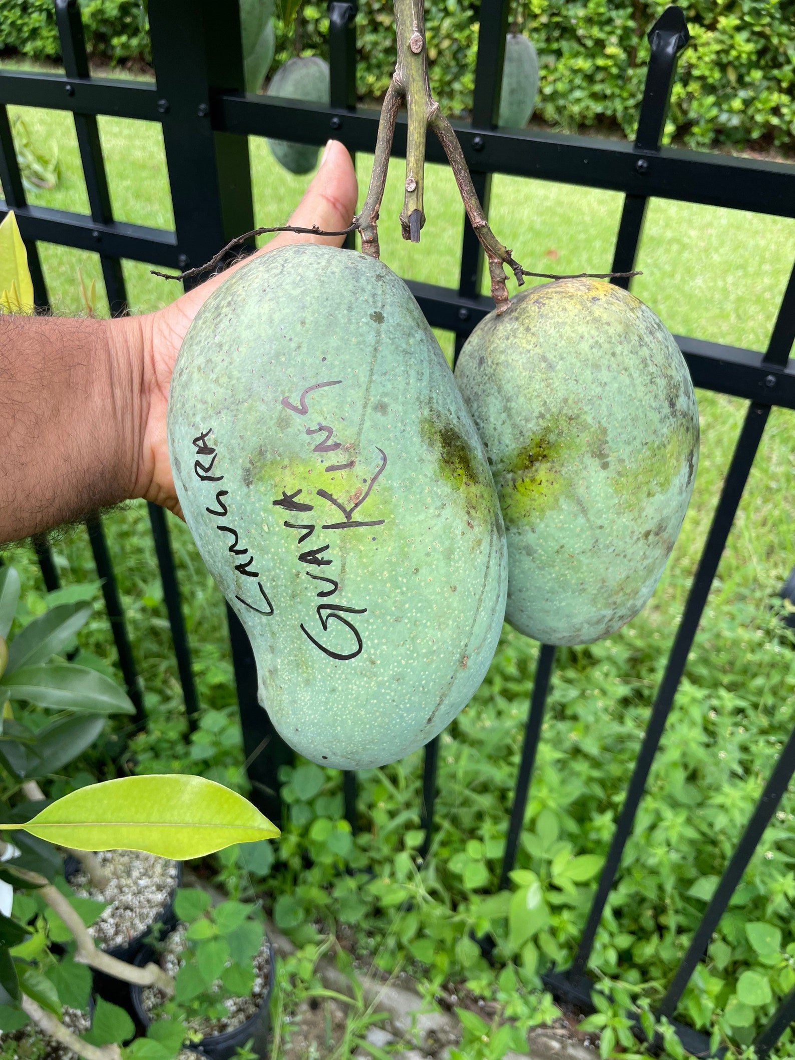 Indian Pakstani Mango Tree Langra Grafted One of the Best - Etsy