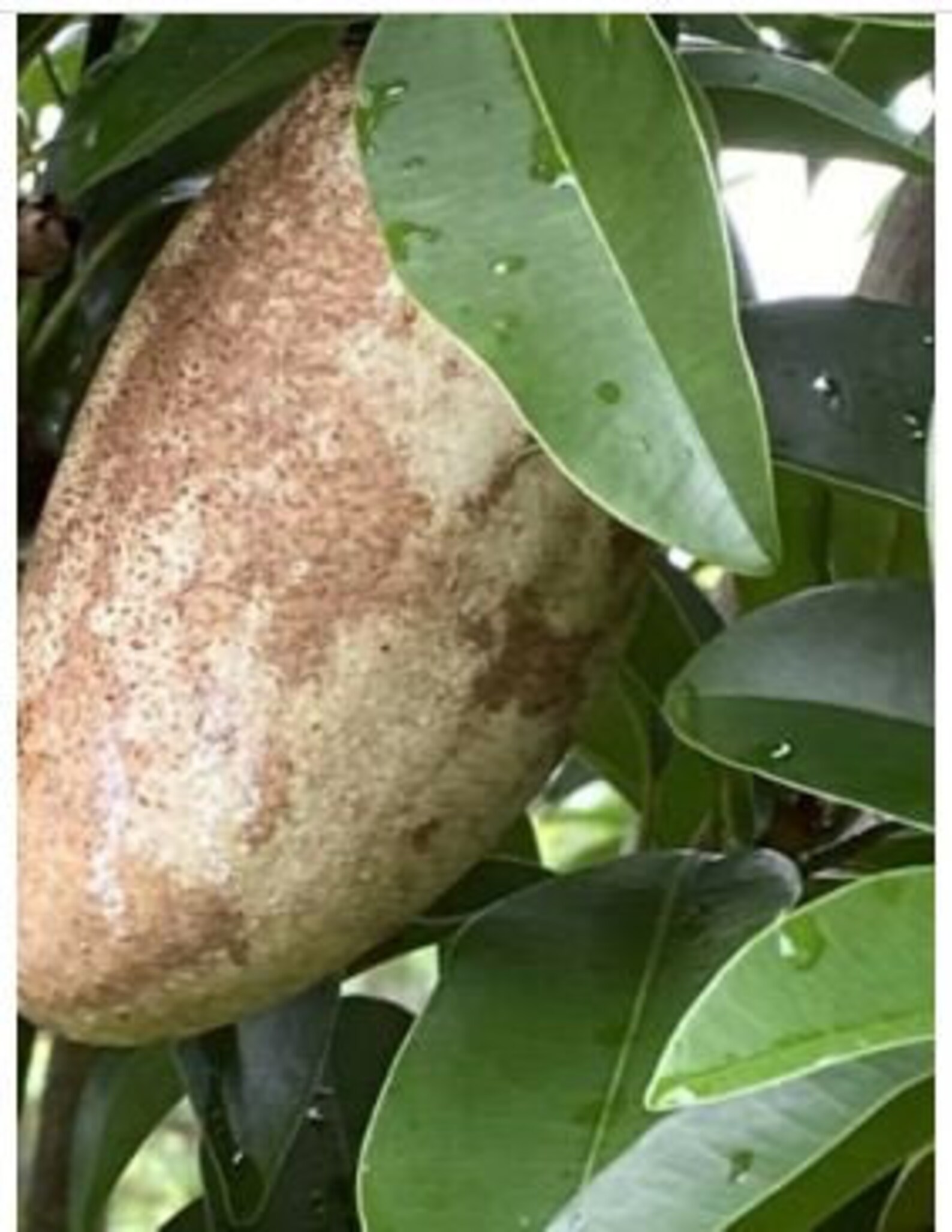 Butterscotch Chiku or Sapodilla Grafted Tree Best Sapodellia - Etsy