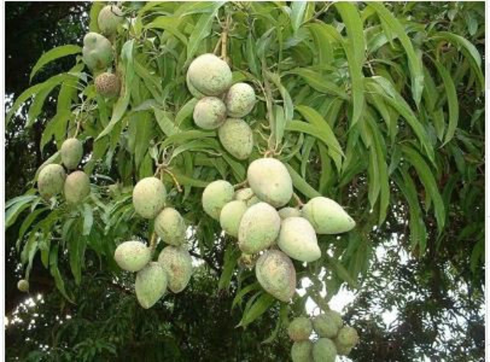 Indian Pakistani Mango Anwar Ratol Tree Grafted the Best Mango in the ...
