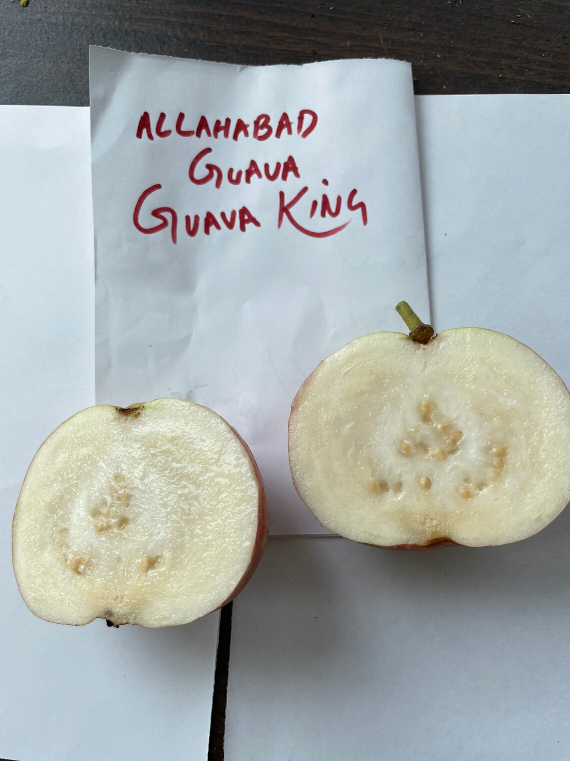 Allahabad Indian Red Guava Tree Extremely Sweet and Fragrant | Etsy