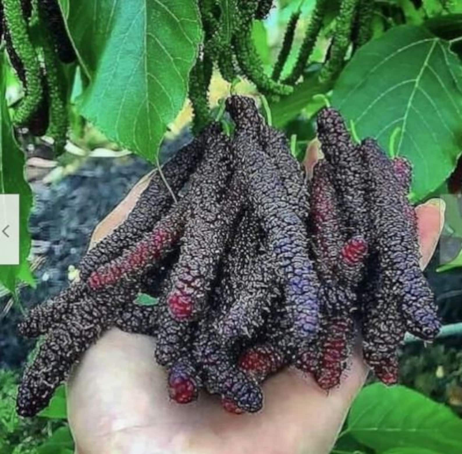 Pakistan Black Mulberry Tree 4 to 5 Inches Long Fruiting Right Now - Etsy