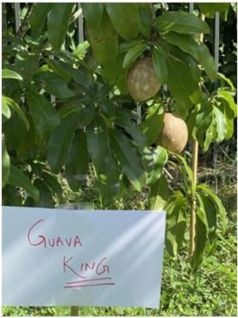 Jumbo Indian Chiku Sapodilla Grafted Best Sapodellias in the - Etsy