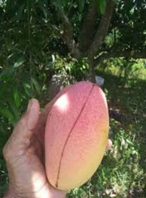 Valencia Pride Mango Tree Grafted | Etsy