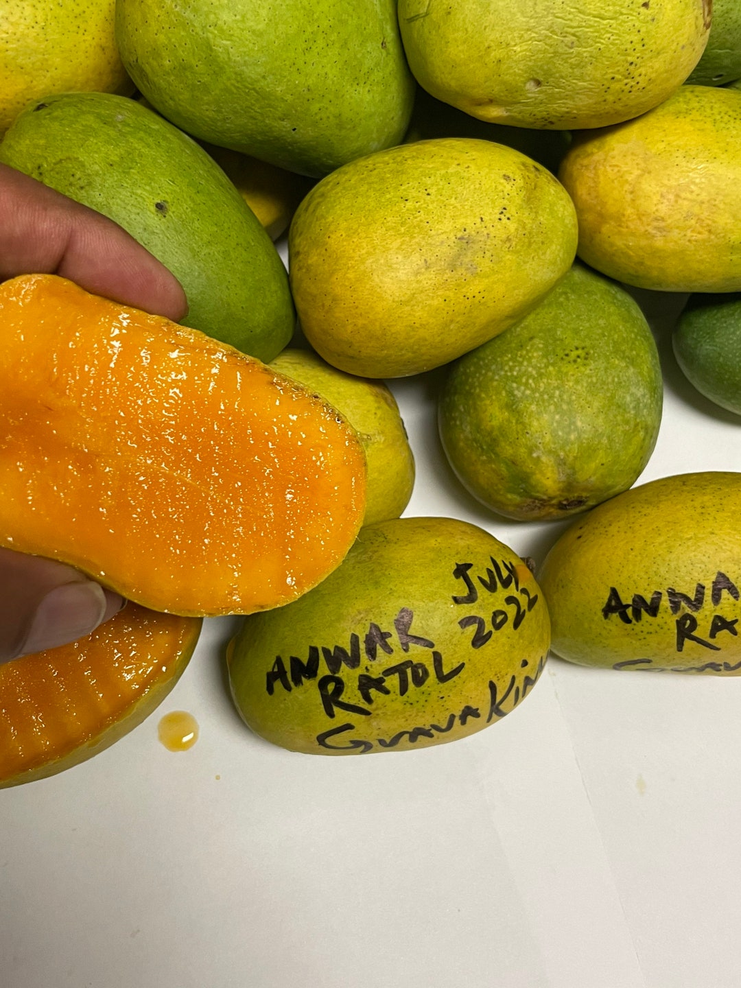 Indian Pakistani Mango Anwar Ratol Tree Grafted the Best Mango in the ...