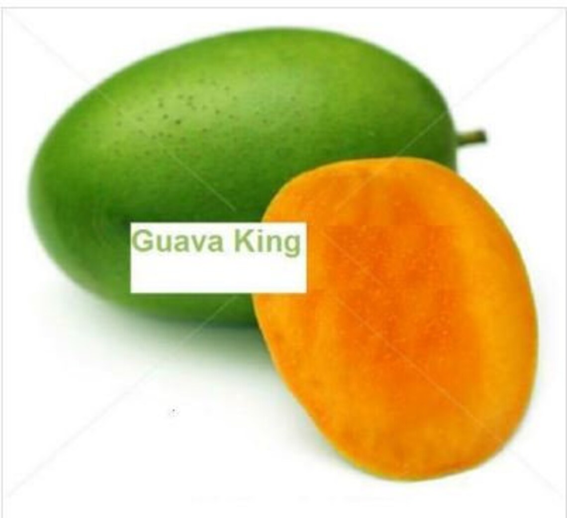 Indian Pakstani Mango Tree Langra Grafted One of the Best - Etsy