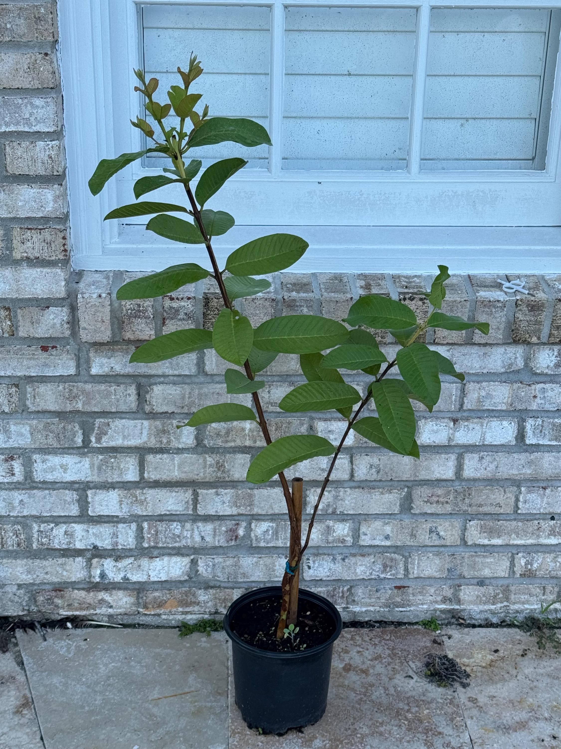 Dwarf Allahabad Indian Red Guava Tree Extremely Sweet and Fragrant New ...