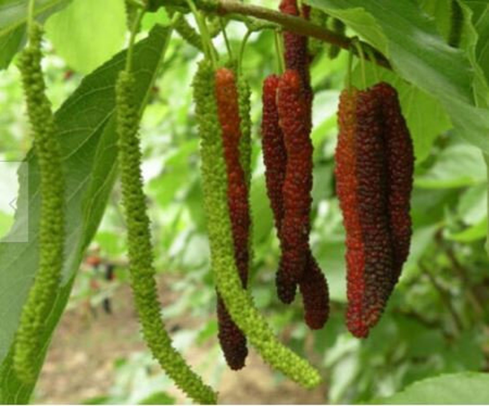 Pakistan Black Mulberry Tree 4 to 5 Inches Long Fruiting Right Now - Etsy