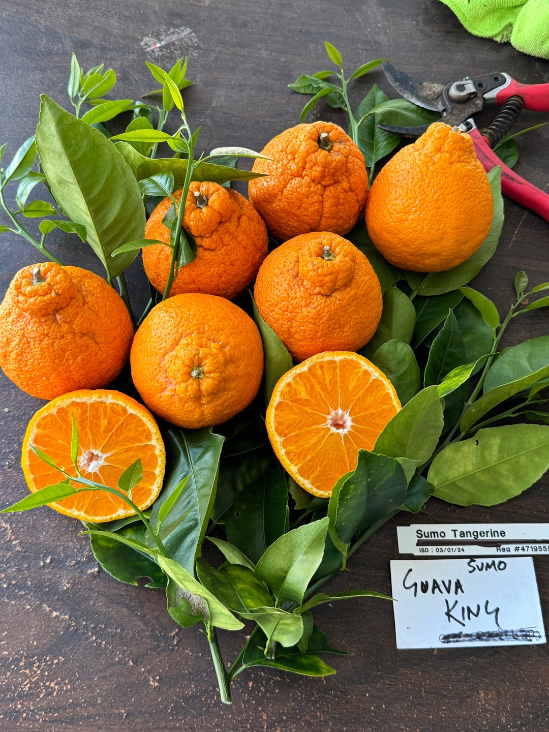 Shiranui Tangerine Grafted Tree 3 Foot Tall Tree - Etsy