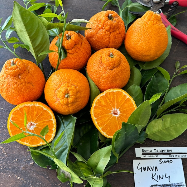 Sumo Orange Tree - Etsy