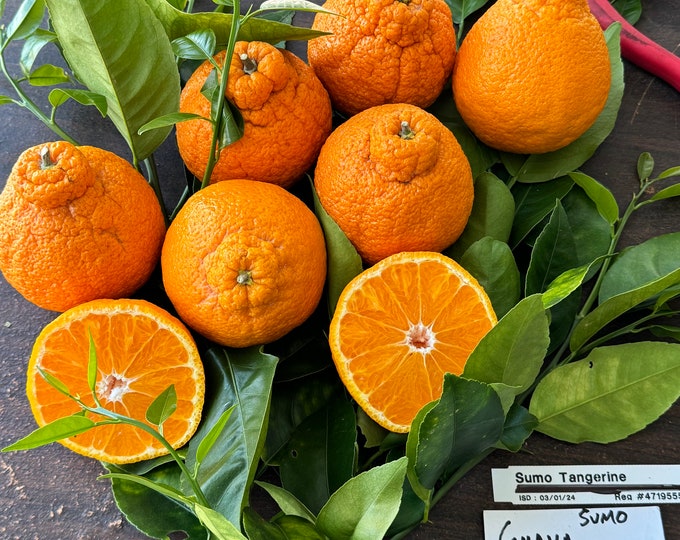 Shiranui Tangerine Grafted Tree 3 Foot Tall Tree - Etsy