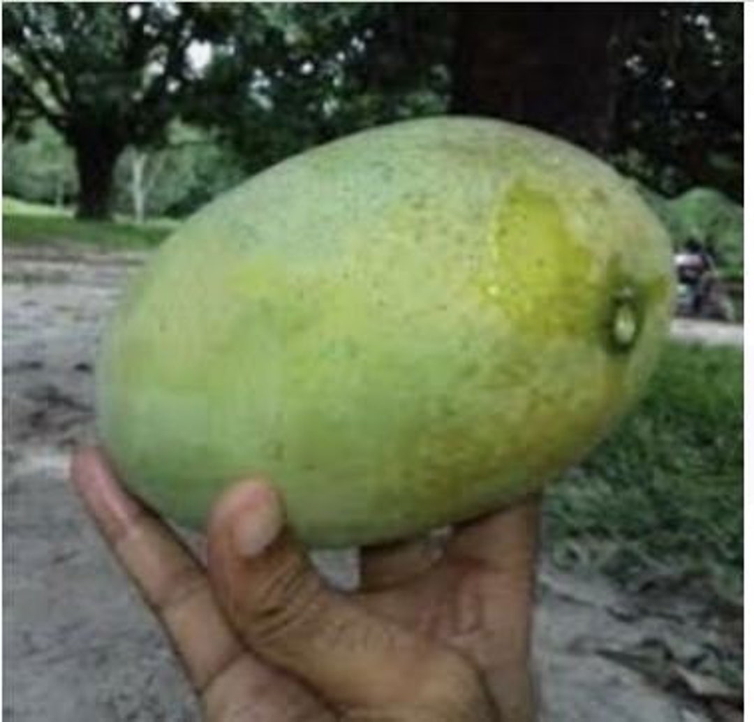 Himsagar Indian Mango One of the Very Best Mango in the World - Etsy