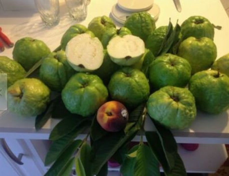 Giant Indian Sweet White Guava Tree Extremely Rare Fruit - Etsy