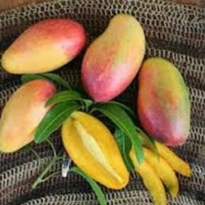 Valencia Pride Mango Tree Grafted - Etsy
