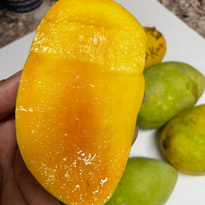 Indian Pakstani Mango Tree Chaunsa Mango Grafted the Best Mango in the ...