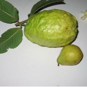 Giant Indian Pink Guava Extremely Rare Fruit Weighs 2 Pounds - Etsy