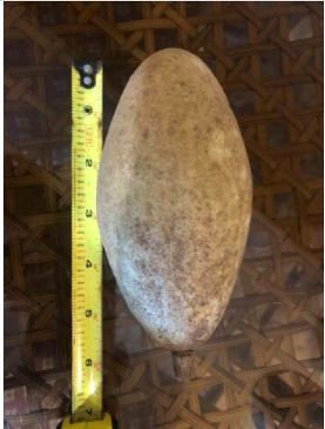 Butterscotch Chiku or Sapodilla Grafted Tree Best Sapodellia in the ...