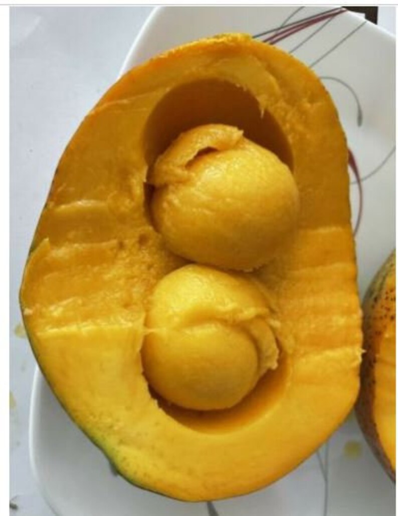 Fruit Punch Mango- One of the Very Best Mango in USA - Etsy