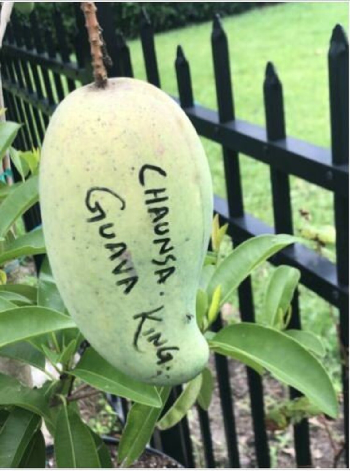 Indian Pakstani Mango Tree Chaunsa Mango Grafted the Best - Etsy