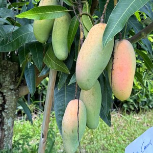 Maha Chanook Thailand Mango Tree Rare Variety, Grafted - Etsy